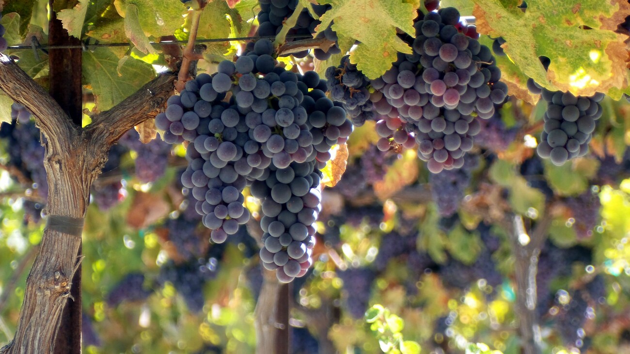 Grapes | Tablas Creek