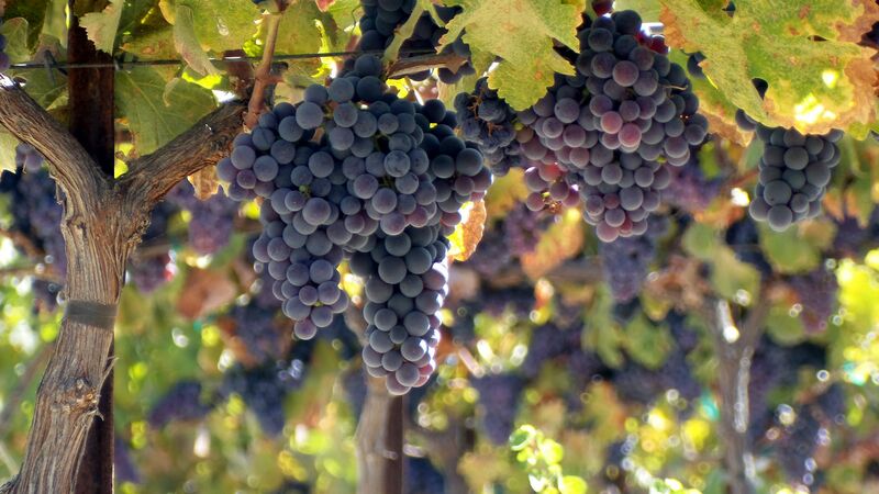 Counoise | Tablas Creek