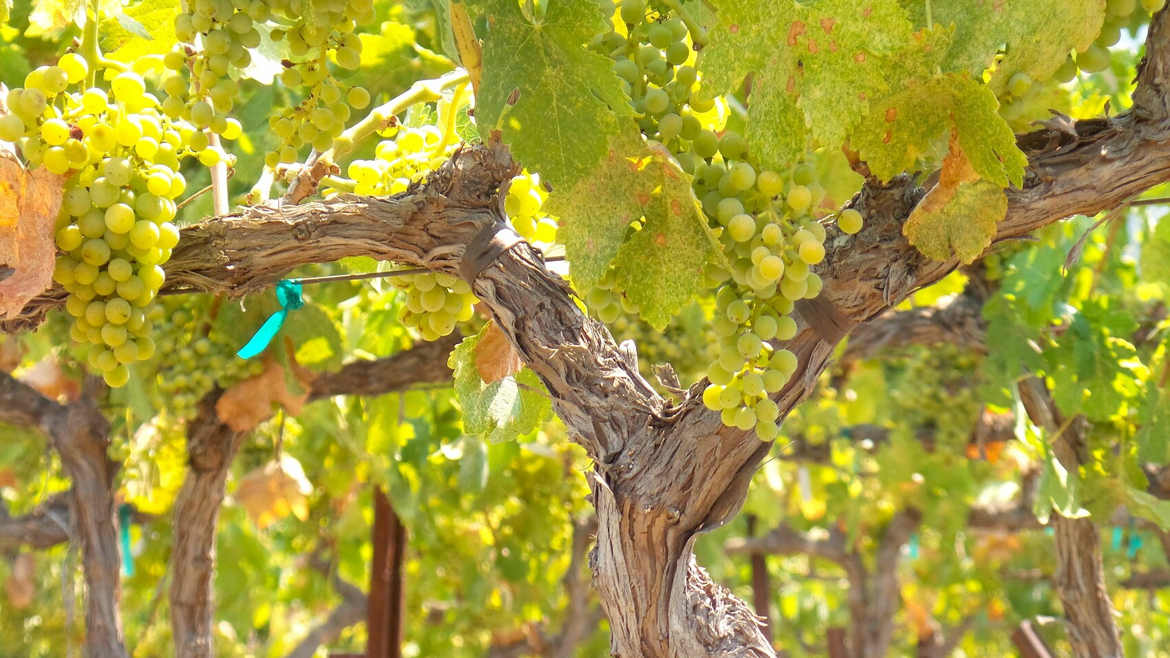 Viognier | Tablas Creek