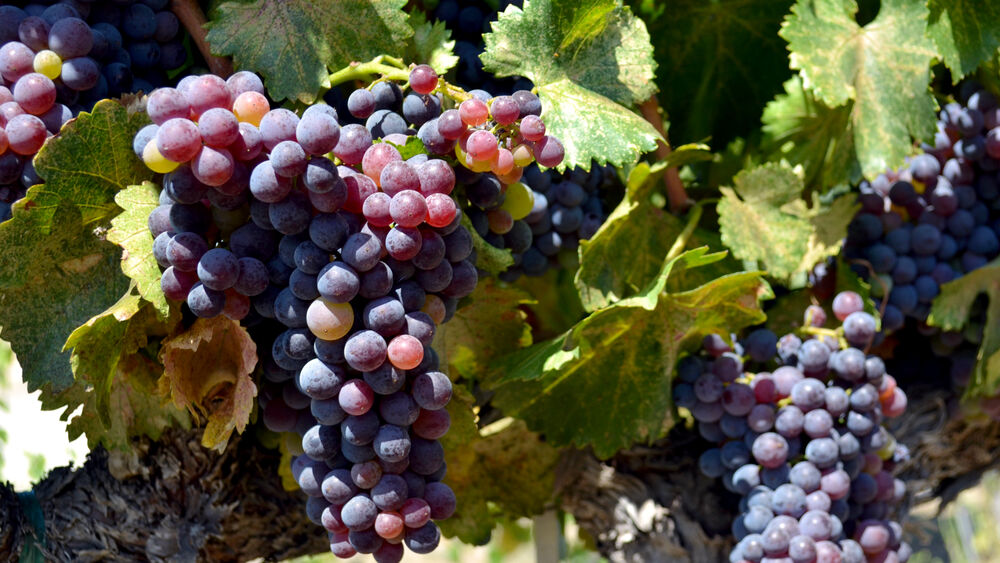 Grenache | Tablas Creek