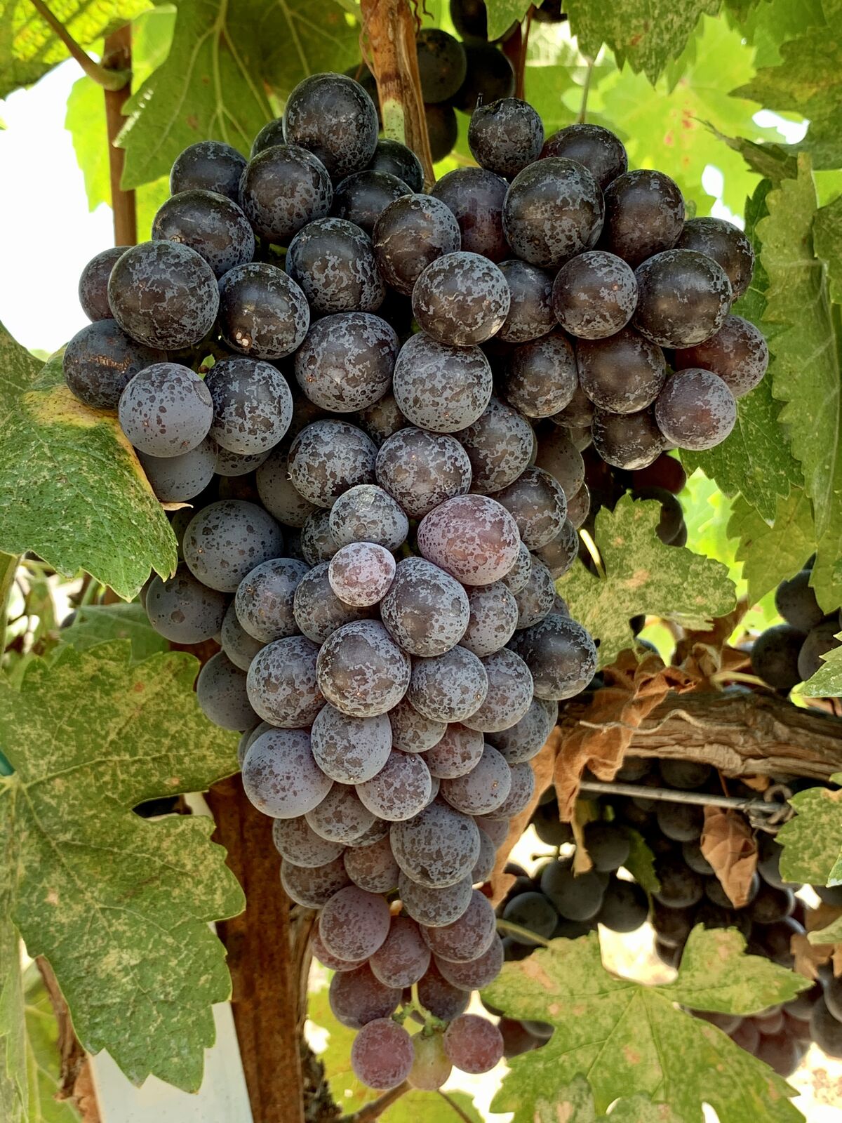 Cinsaut | Tablas Creek