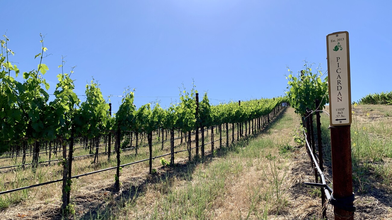 Picardan | Tablas Creek