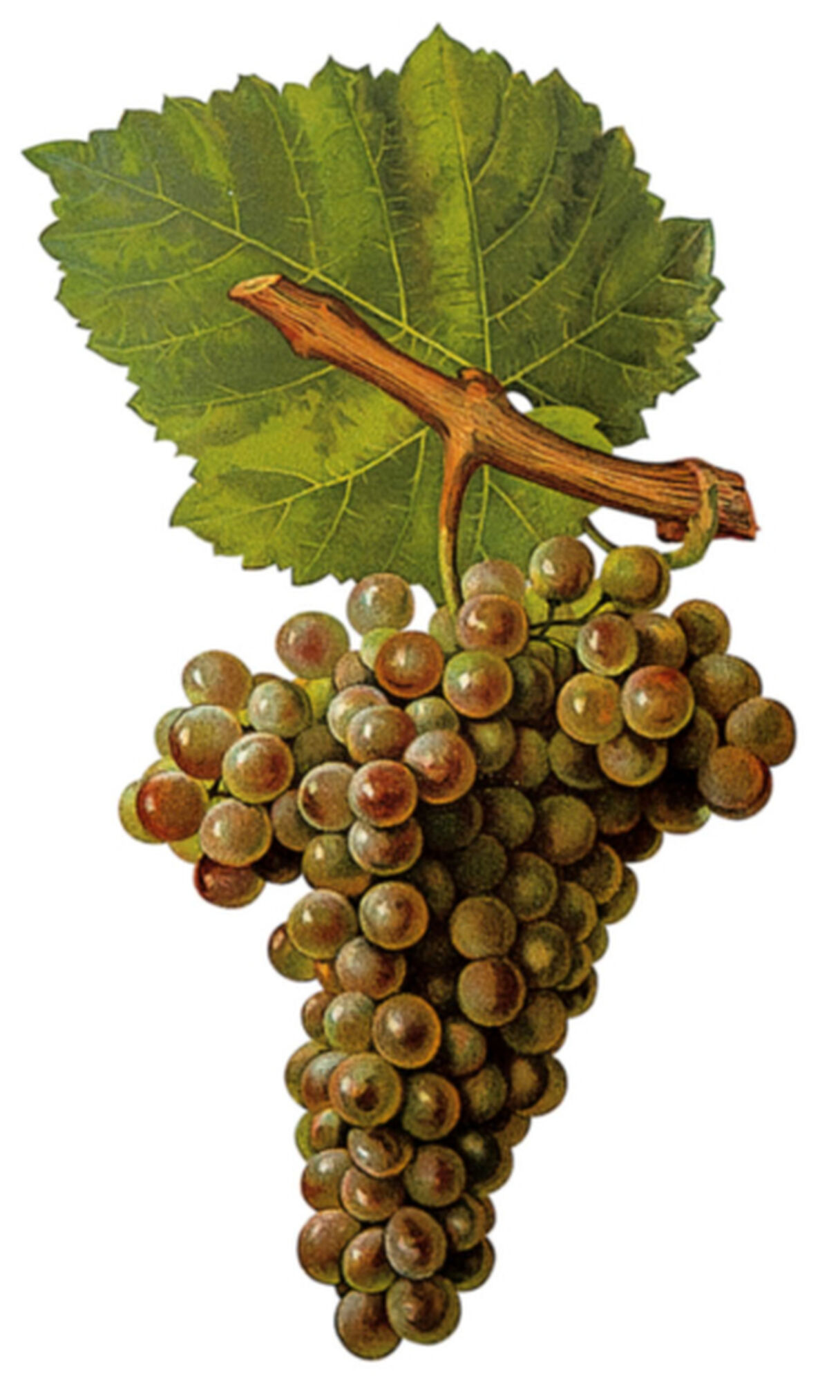 Picardan | Tablas Creek