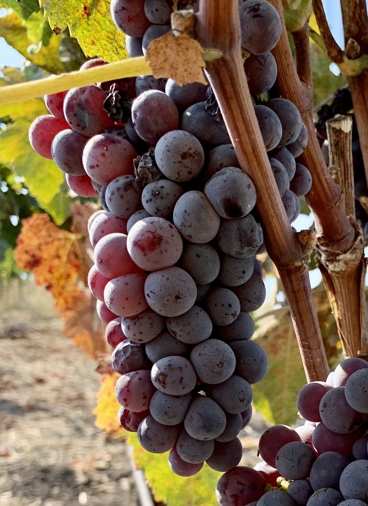 Muscardin | Tablas Creek