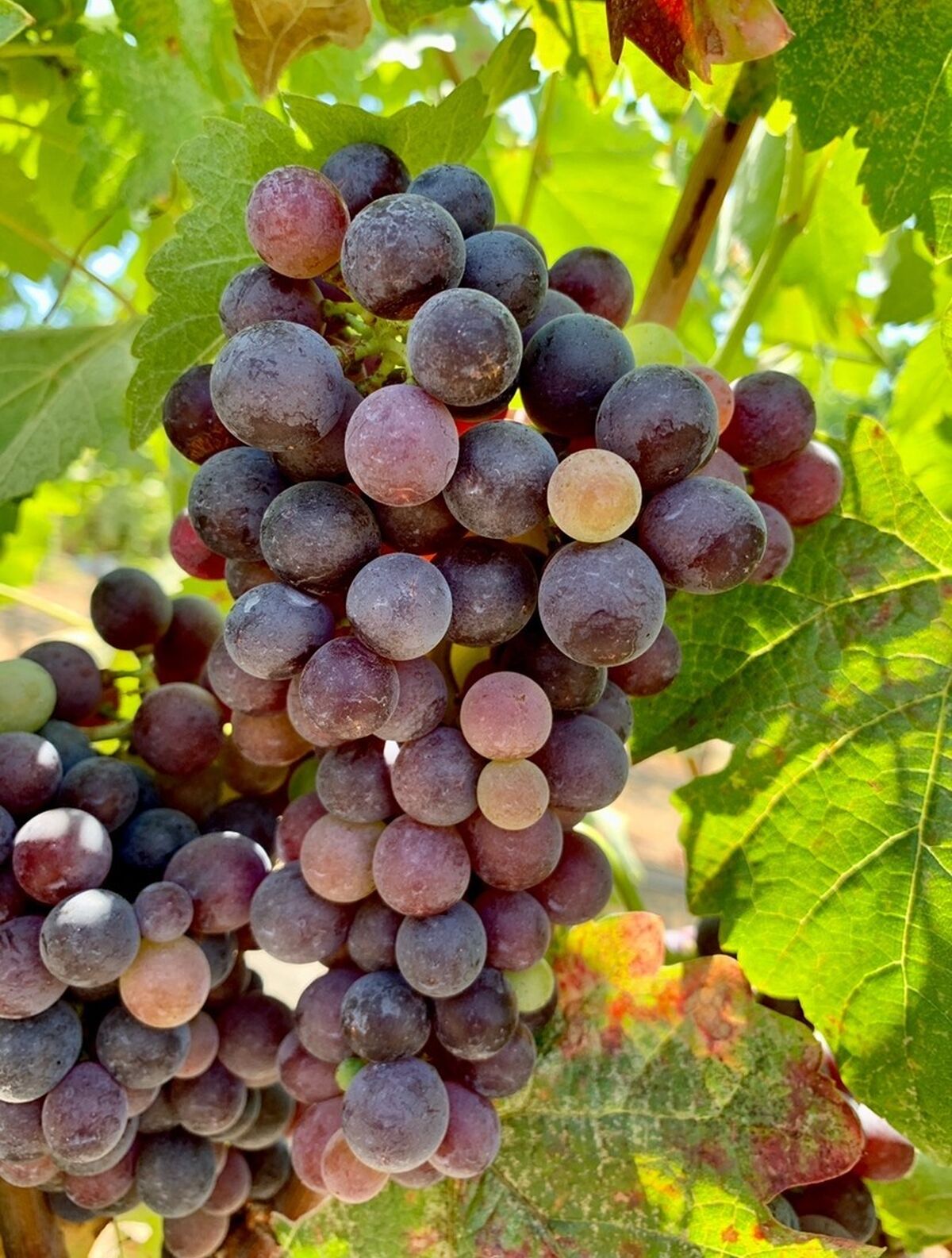 Terret Noir | Tablas Creek