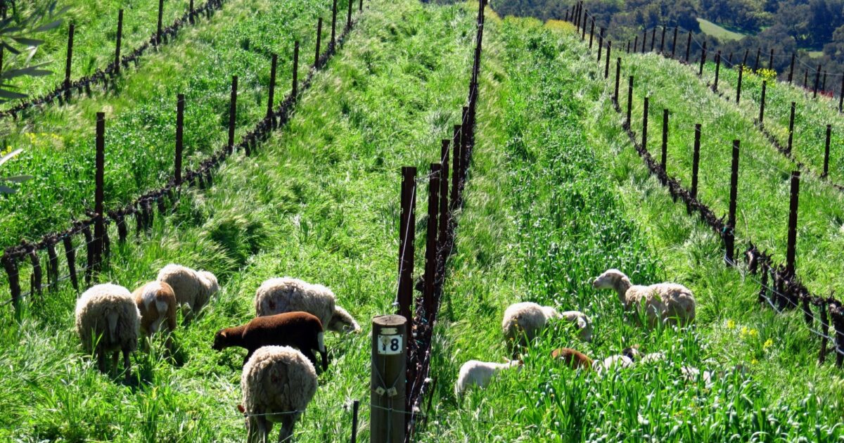 Wine & Spirits: Tablas Creek is the World's First… | Tablas Creek